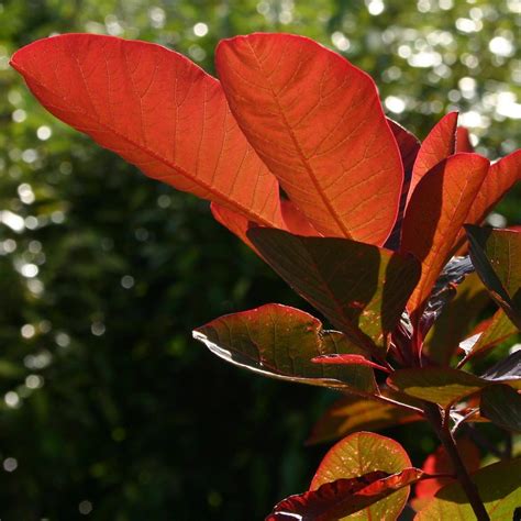 Cotinus Grace