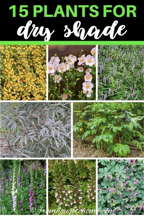 Dry Shade Plants 15 Of The Best Perennials And Shrubs For Dry Shade