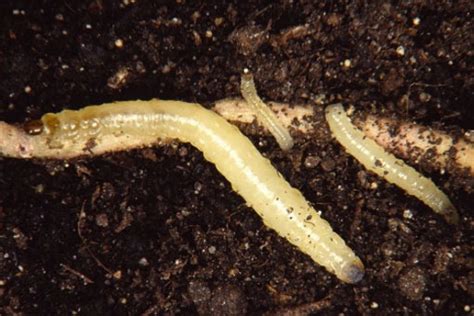 Corn Rootworm Larvae