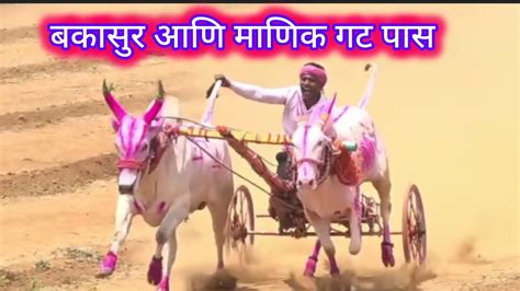 बकासुर आणि माणिक गट पास बैलगाडा शर्यत अमरापुर Bailgada Sharyat