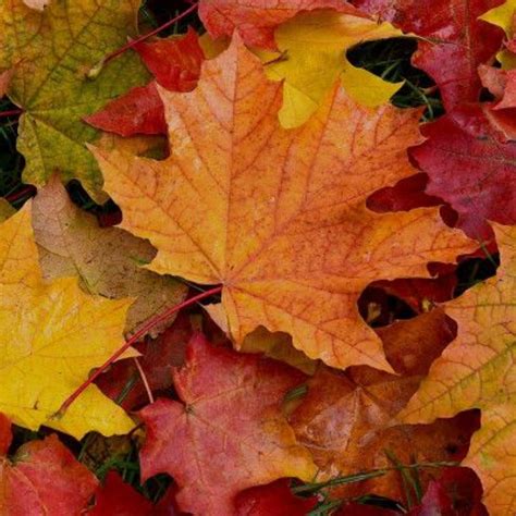 Cherry Trees Nursery School Autumn Concert 13th October