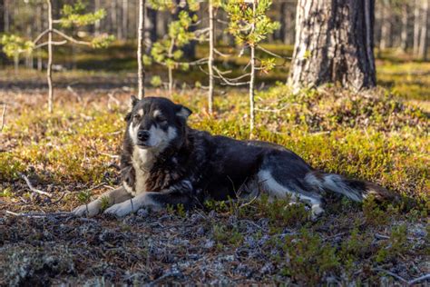 Ratsastusretki Ylläksellä Elämyksiä Lapin Luonnossa Yllas Fi