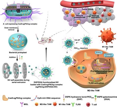 携带 Crispr Cas9 工具的细菌原生质体衍生的纳米囊泡重新训练肿瘤相关巨噬细胞以增强癌症免疫治疗 Nature Communications X Mol