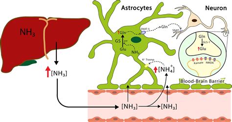 Hyperammonemia And Brain
