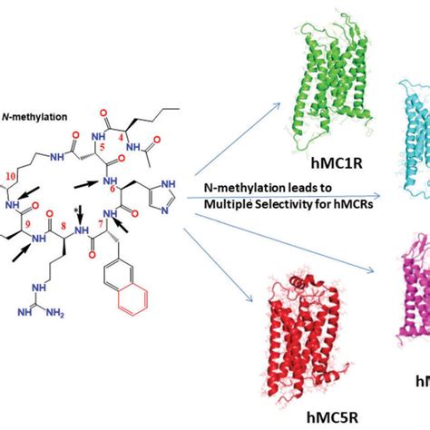 Somatostatin Structure Download Scientific Diagram