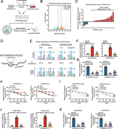 Nat10 Mediated Ac4c Modification Increases Ctc 490g232 Stability In