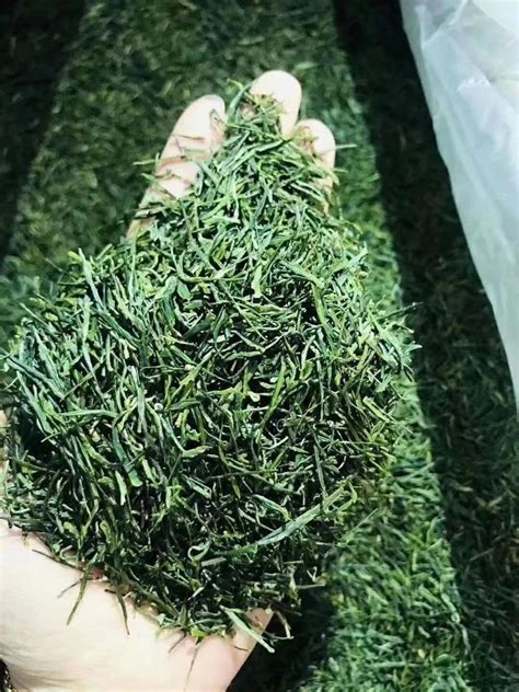 每天认识一款茶—恩施玉露 知乎