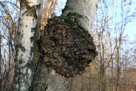 Inonotus Obliquus 또는 Chaga 버섯은 줄기 자작나무에 기생합니다 곰팡이 검은 덩어리 및 자작 나무 구내염 차가