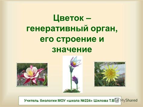 Презентация на тему Цветок генеративный орган его строение и
