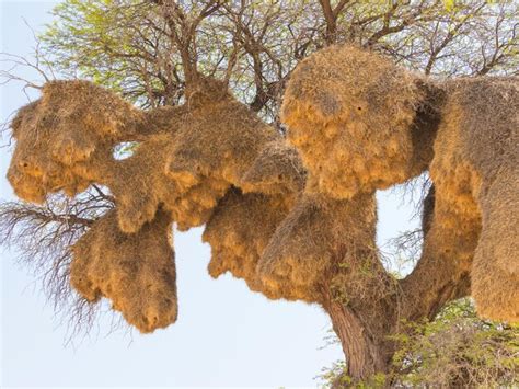 Premium Photo Sociable Weaver Nest