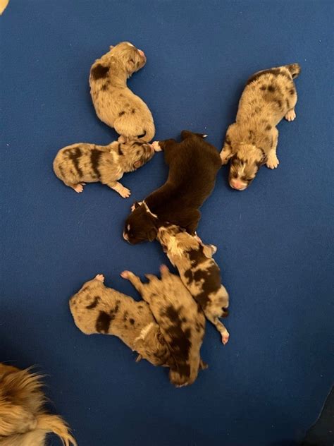 Chiot Berger Australien Aiko Du Hameau De Roxane