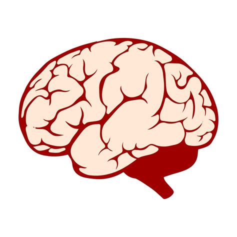 Human Brain Vector Design 14895149 Vector Art At Vecteezy Human Brain Vector Design 14895149 Vector Art At Vecteezy