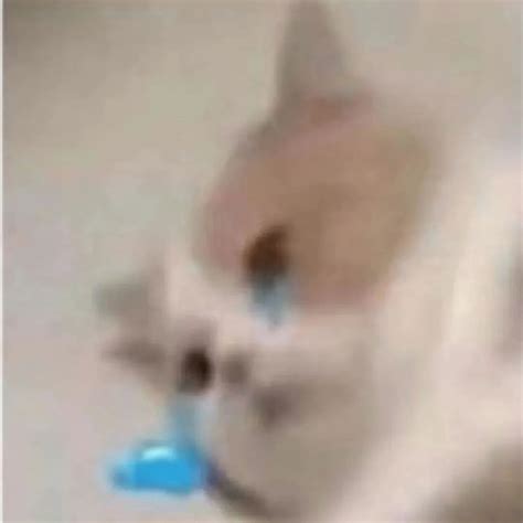 倒地猫咪流泪表情 画面模糊的猫咪玩着蓝色小物件萌态尽显超可爱表情包图片gif动图 求表情网 斗图从此不求人