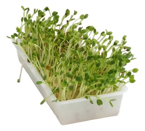 Sorgo Ideal Para Hacer Brotes Germinados 1kg Cuotas Sin Interés