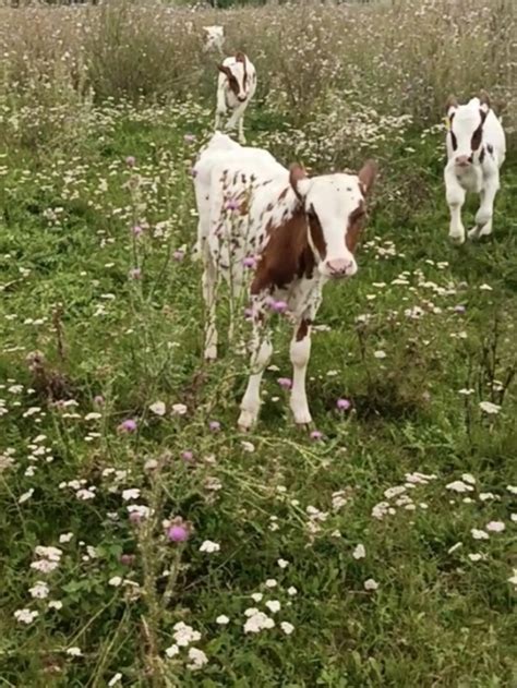 Продаются шикарные Нетеля Швицкой породы все стельные от Швицкого быка последнее фото отелы