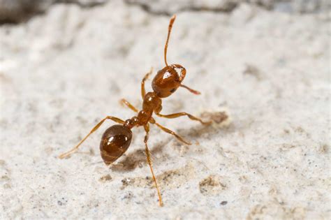 The History Of Invasive Fire Ants Waco San Antonio College Station