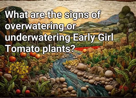 What Are The Signs Of Overwatering Or Underwatering Early Girl Tomato