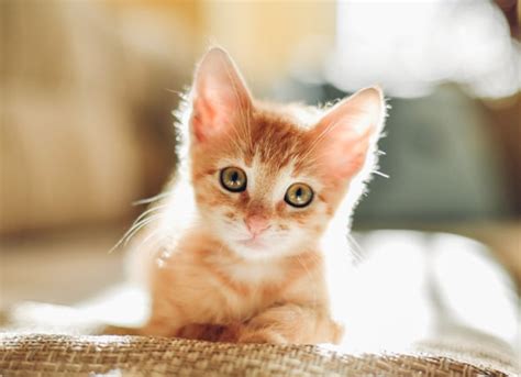 How To Tell The Difference Between Male And Female Kittens