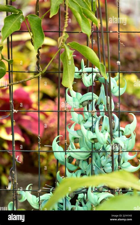 Jade Vine Plant Strongylodon Macrobotrys Showing Green Flowers Stock