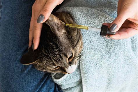 How To Clean Cat Ears In 8 Steps