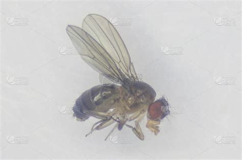 果蝇 果蝇、醋蝇 的遗传学研究，供实验室教育之用。