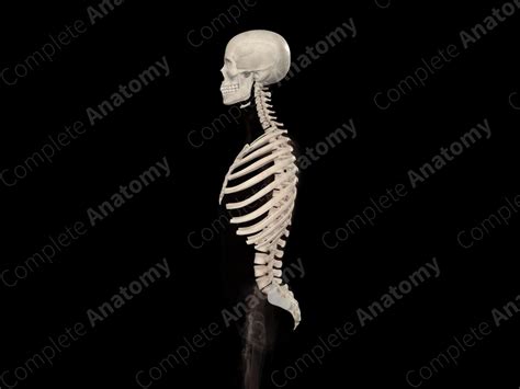 Axial Skeleton Complete Anatomy