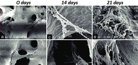 Scanning Electron Microscopy Scanning Electron Microscope Images A Download Scientific