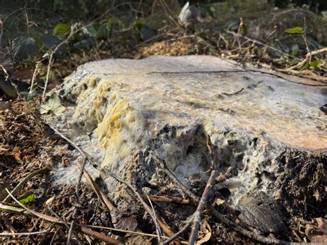 Slime Mold Identification And Appreciation Would This Be Slime Mold