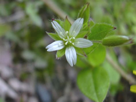 北海道そのへんの花 ミミナグサ Cerastium holosteoides var hallaisanense 2003 05 16