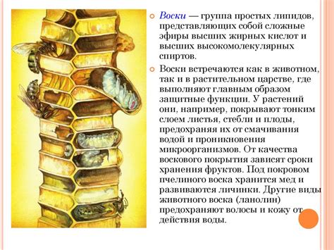Липиды. Простые и сложные липиды - презентация онлайн