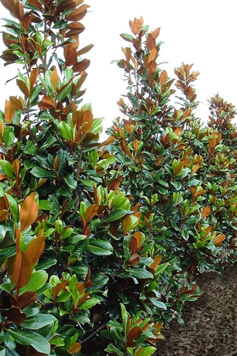 Buy Teddy Bear Magnolia For Sale Online From Wilson Bros Gardens