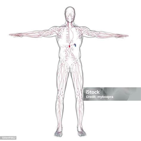 의료 개념 3d 렌더링을 위한 인간 림프절 해부학 림프계통에 대한 스톡 사진 및 기타 이미지 림프계통 일러스트레이션 3