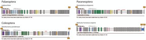 Examples Of Mhc Genes Of Palaeoptera Coleoptera And Paraneoptera The