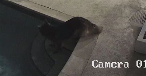 Security Camera Album On Imgur