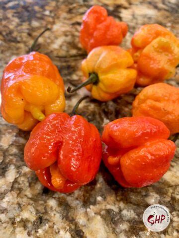Trinidad Moruga Scorpion Scoville Seeds Pepper Grow Guide Grow