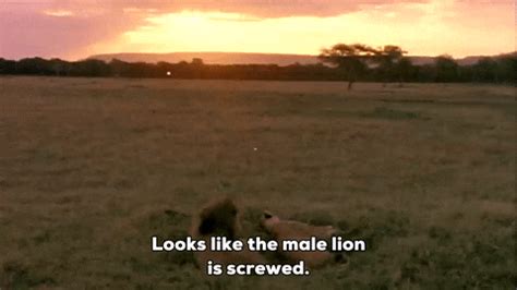 Lions Having Sex Gifs Get The Best Gif On Giphy