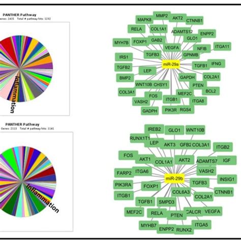 In Silico Analysis And Schema Recapitulating The Interactions Between
