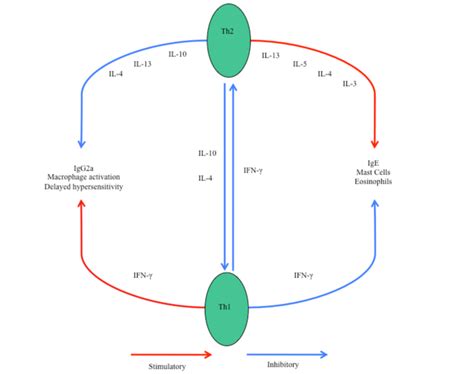 6 A Simplified Overview Of The Interactions Between Th1 And Th2