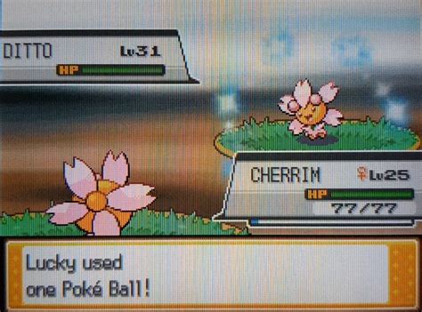 4 By Using A Wild Ditto Its Possible To See A Shiny Cherrim Sparkle In Sunshine Form R