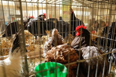 Shallow Depth Of Field Selective Focus Image With Various Breeds Of Chicken In Cages At A