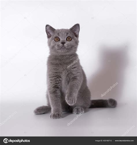 Britânico Gatos Shorthair Estúdio Fundo fotos imagens de Margarita
