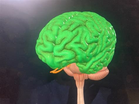 Central Nervous System Practical 2 Flashcards Quizlet