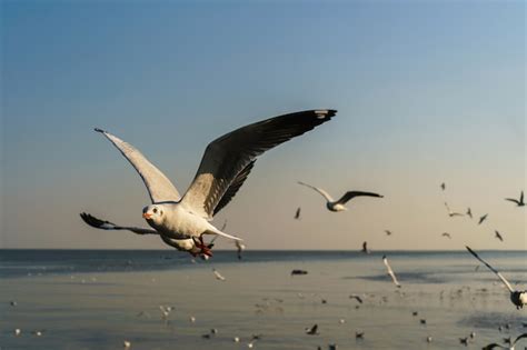 Grupo de gaivotas voando no céu azul Foto Premium