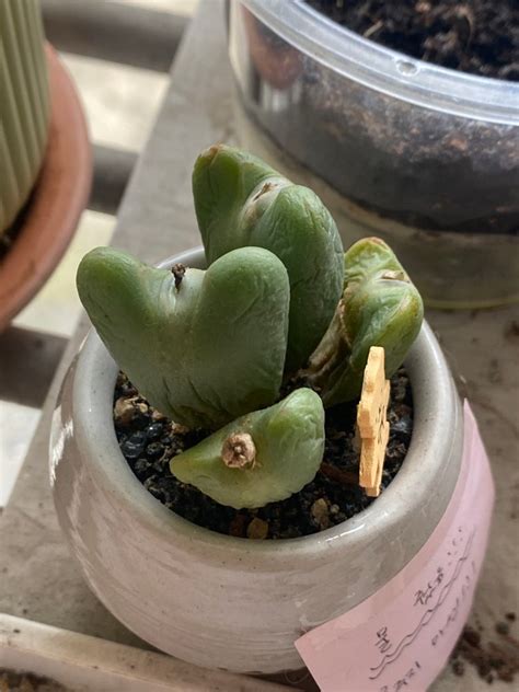 하트다육 축전 쭈글거림 지식in