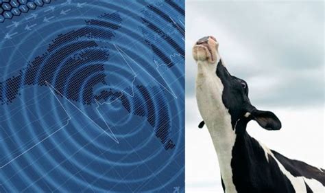 Earthquake Prediction Animals Can Feel Earthquakes Coming Shock