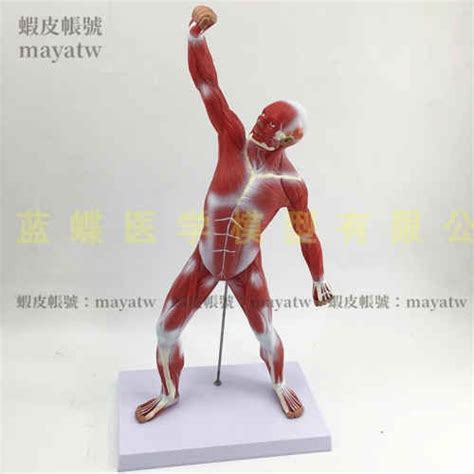 Md B0986肌肉人模型教學人體模型 人體美術素描藝用人體肌肉骨骼模型50cm 蝦皮購物