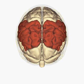Parietal Lobe Physiopedia