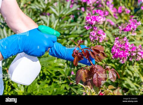 Treatment In The Garden Of Young Shoots Of Roses From Aphids