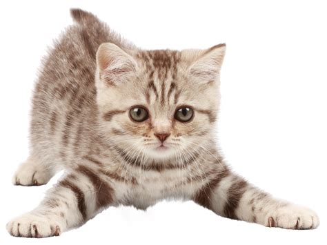 Котята на прозрачном фоне Zefirka Club фото и картинки