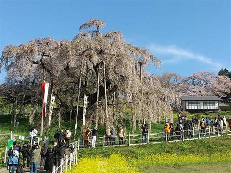 桜開花予想2023【北日本編】 ウェザーニュース